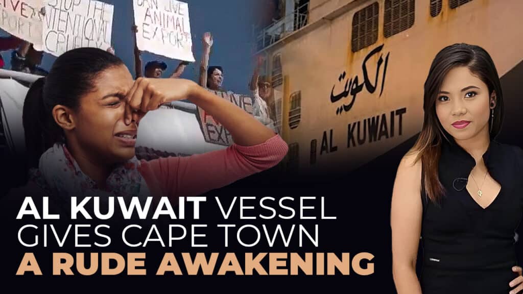 Cape Town Residents Outraged After Al Kuwait Vessel Brought Livestock ...